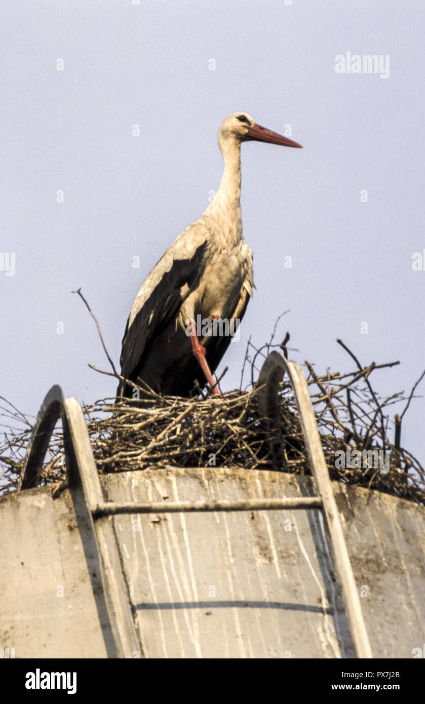 Lithuanian stork hi-res stock photography and images - Alamy