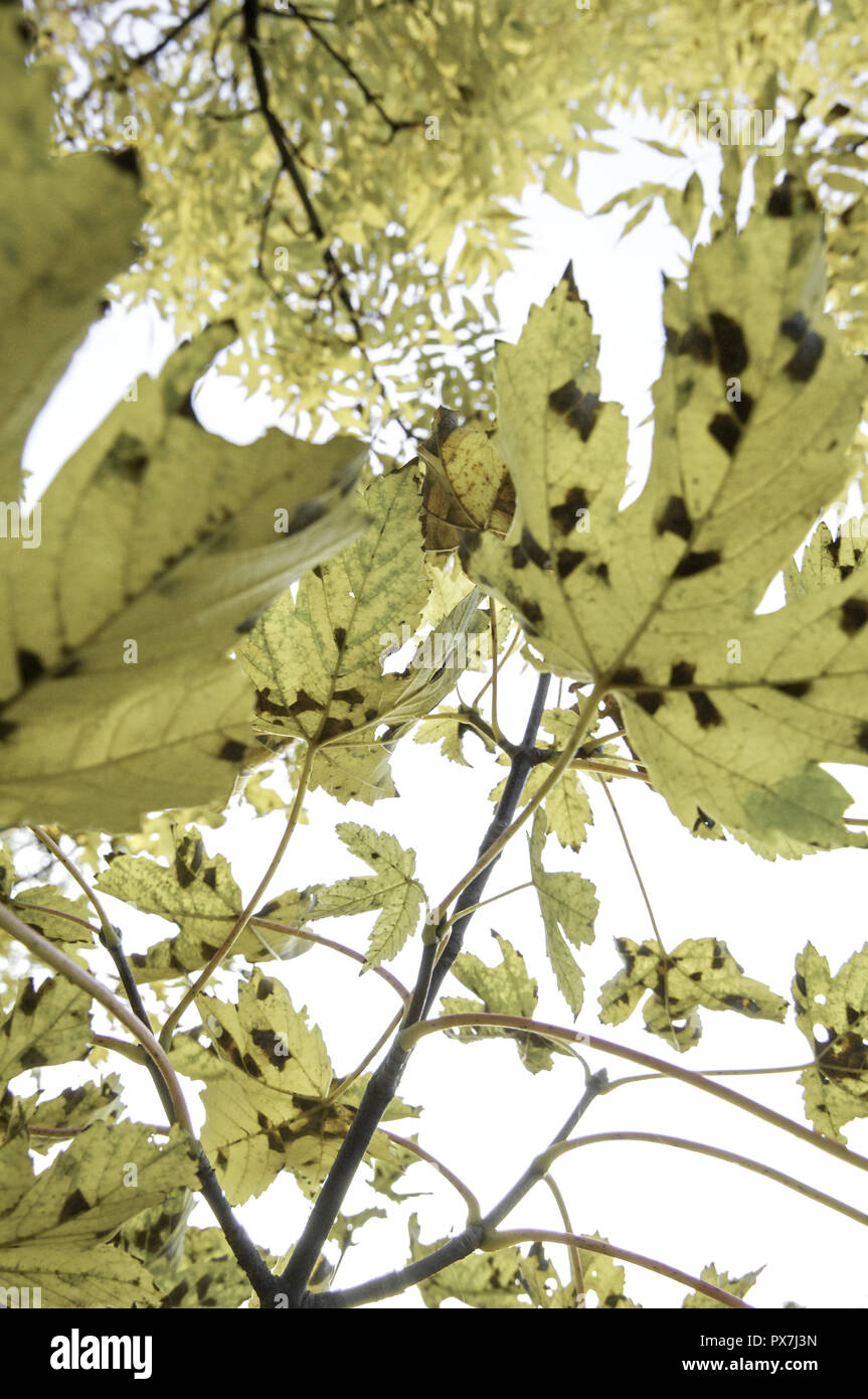 Acer tree in autumn Stock Photo - Alamy