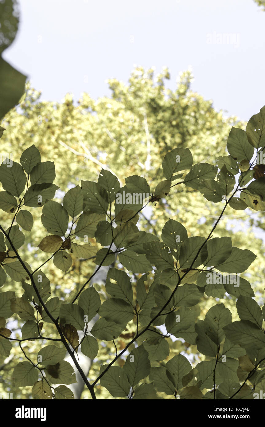 Beech forest, red beech Stock Photo - Alamy