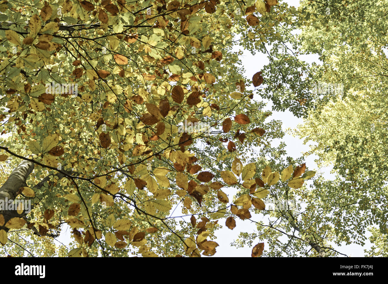 Beech forest, red beech Stock Photo - Alamy