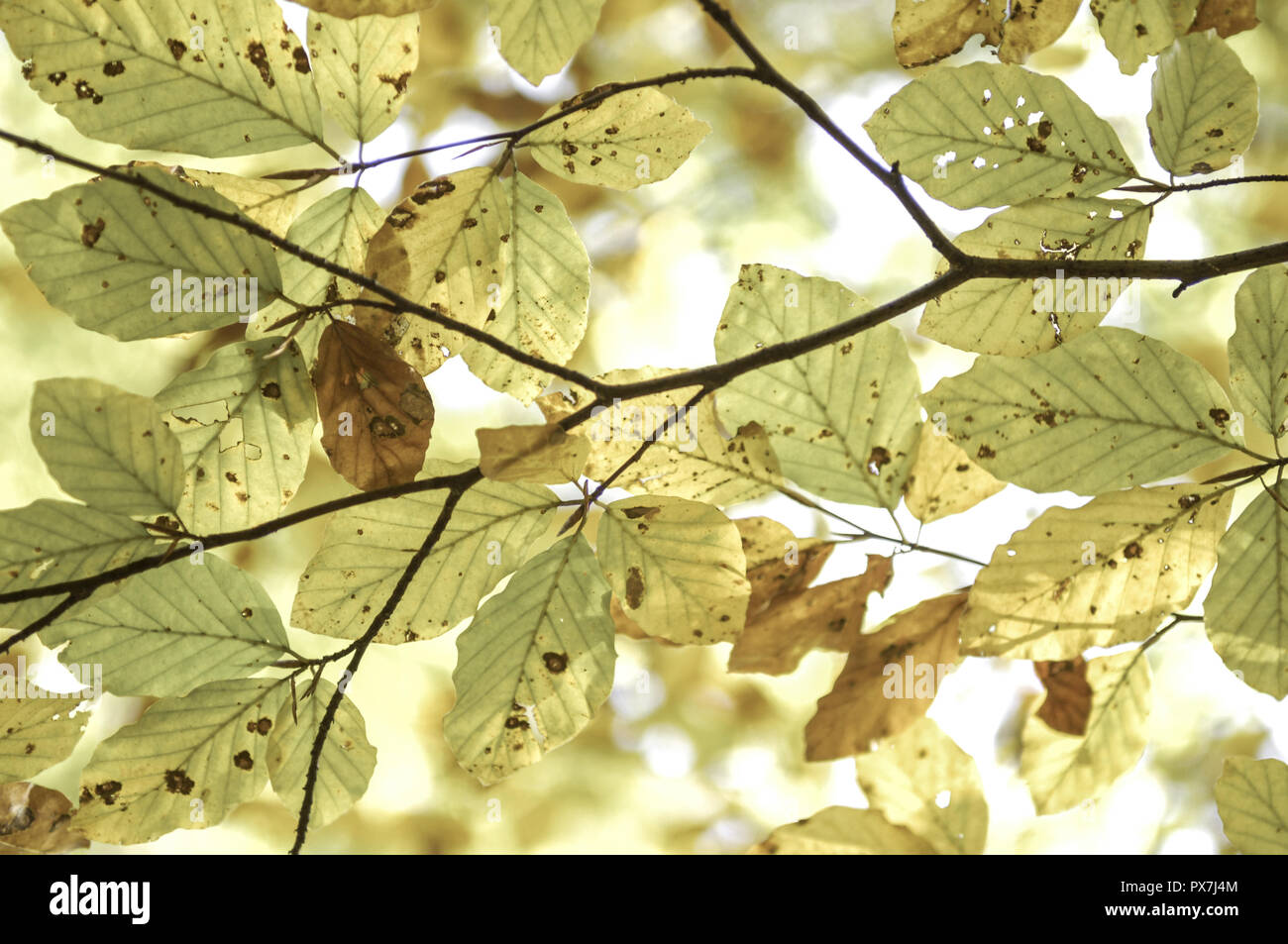 Beech forest, red beech Stock Photo - Alamy