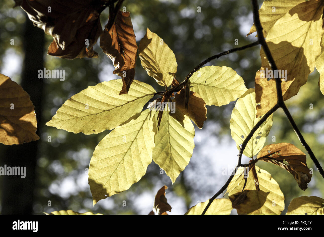 Beech forest, red beech Stock Photo - Alamy