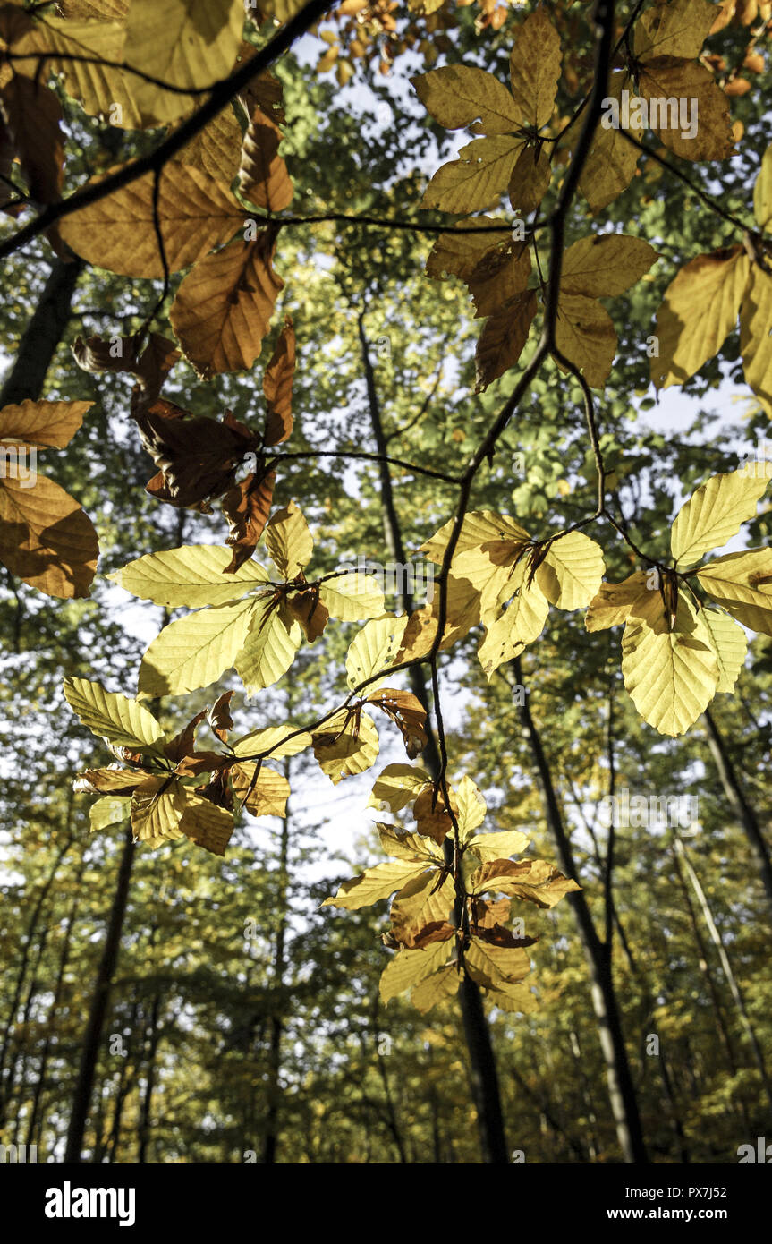 Beech forest, red beech Stock Photo - Alamy