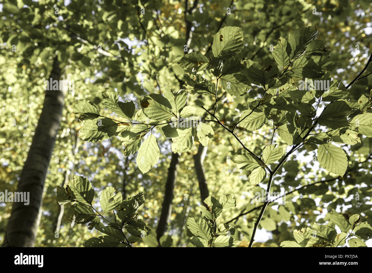 Beech forest, red beech Stock Photo - Alamy