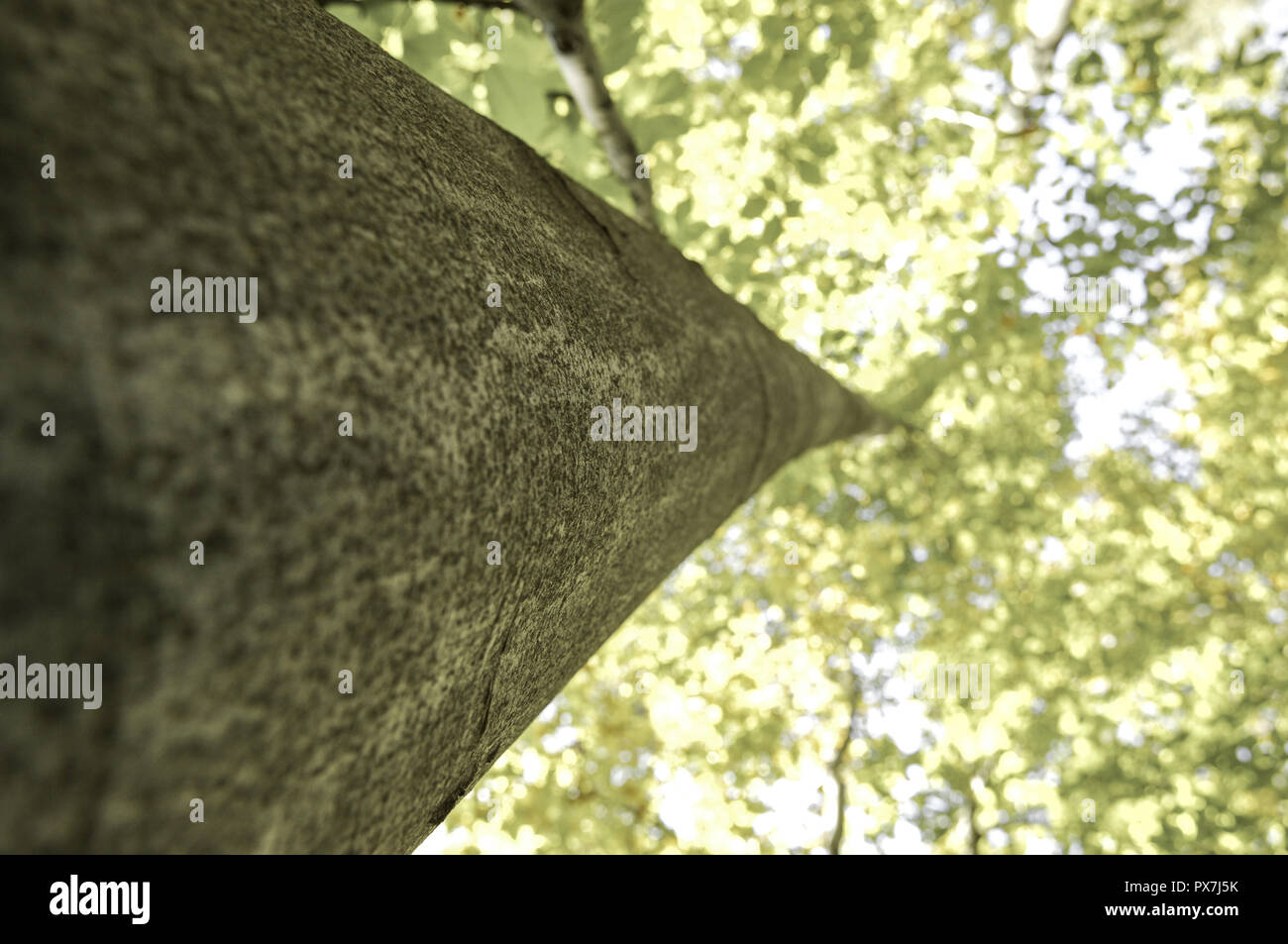 Beech forest, red beech Stock Photo - Alamy