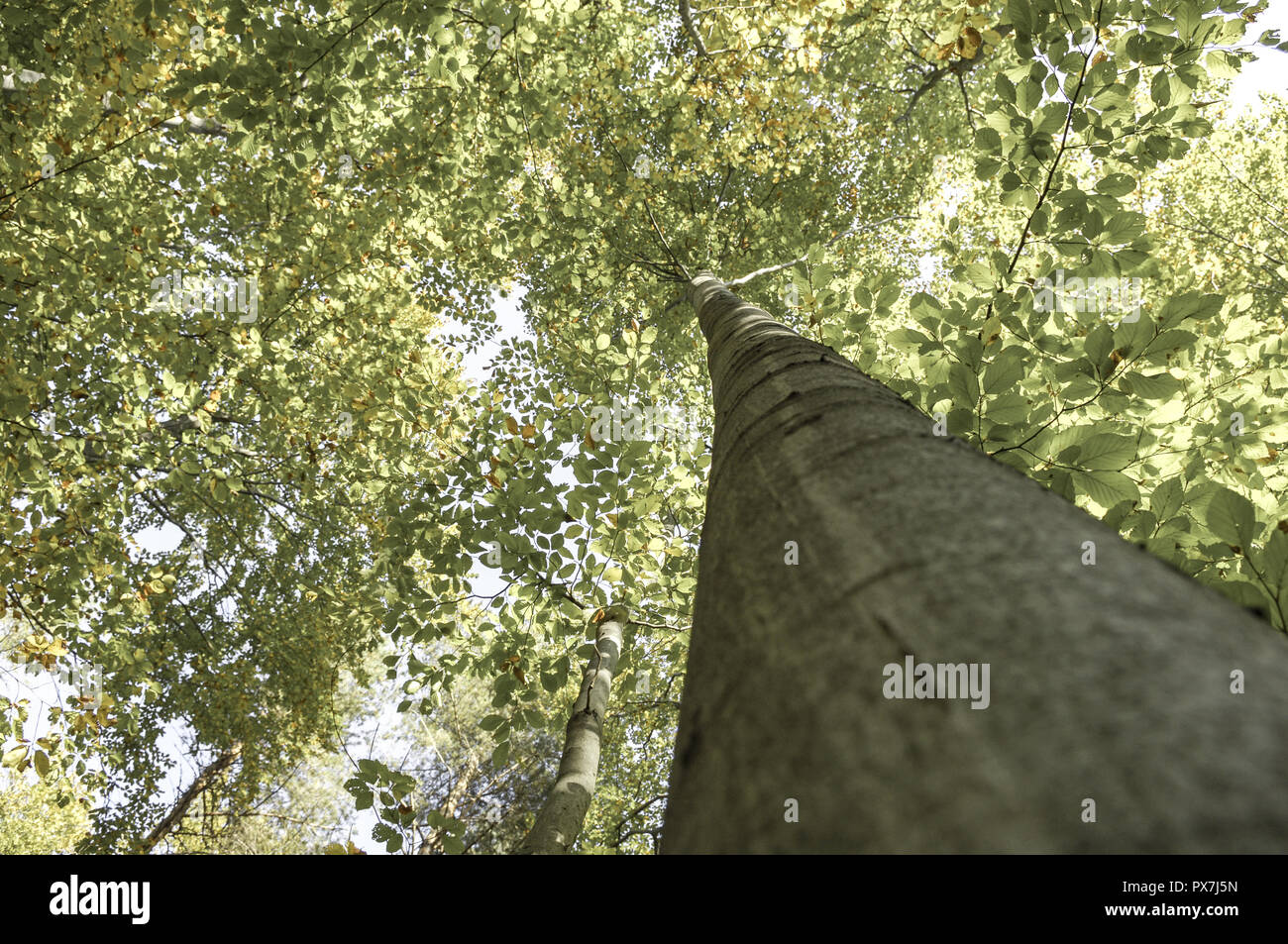Beech forest, red beech Stock Photo - Alamy