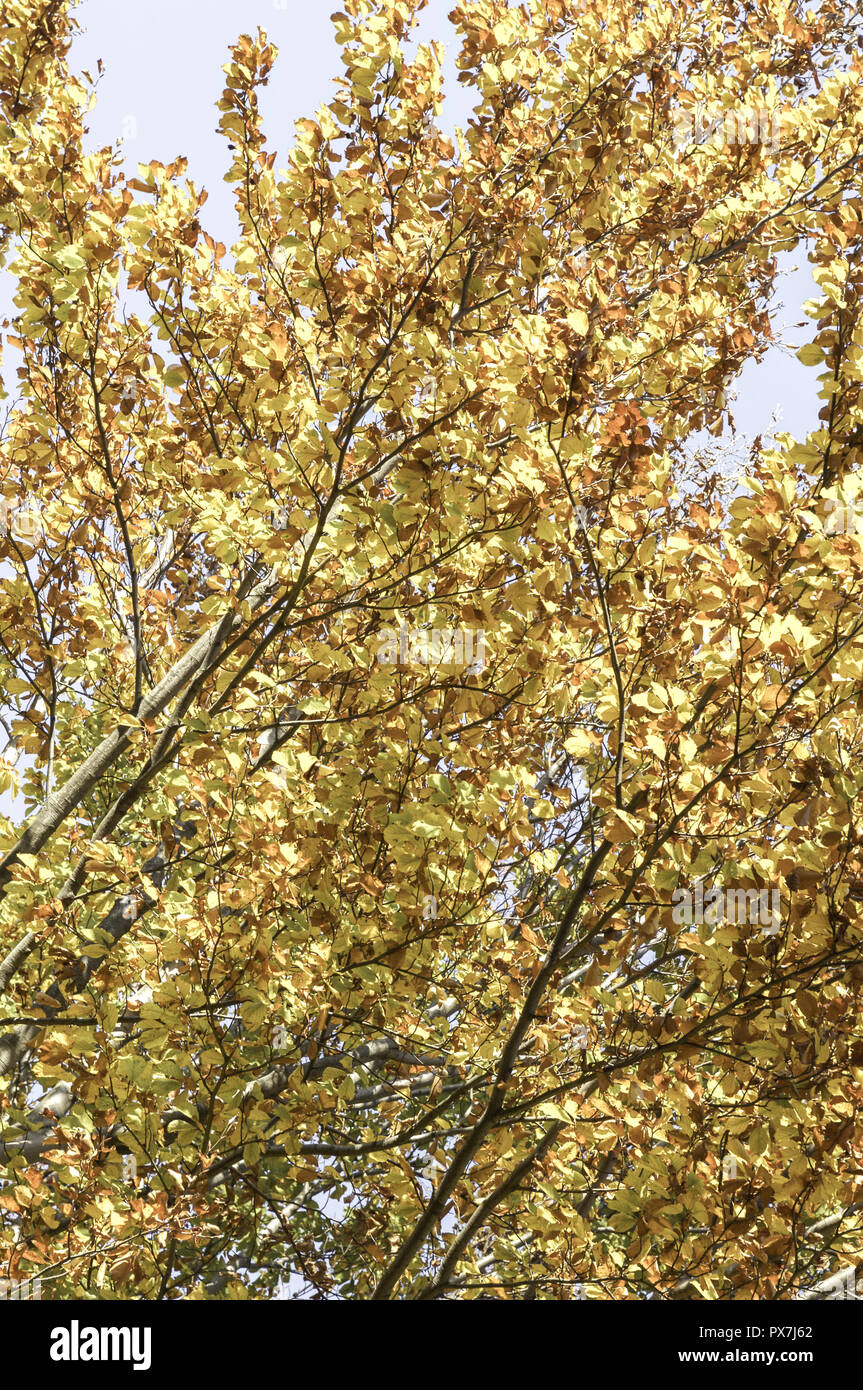 Beech forest, red beech Stock Photo - Alamy