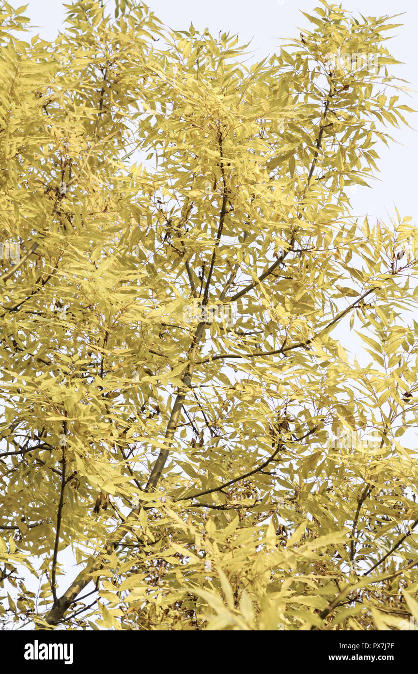 Ash tree, fraxinus Stock Photo - Alamy
