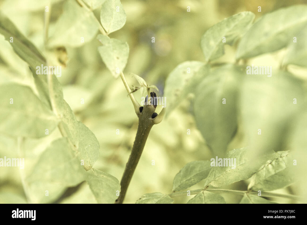 Ash tree, fraxinus Stock Photo - Alamy