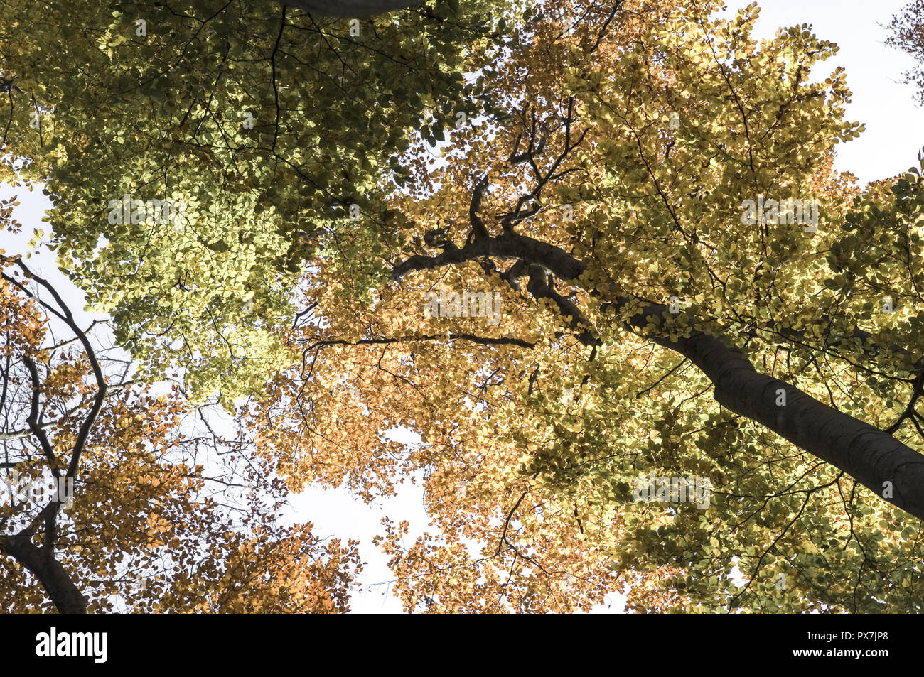 Forest in autumn, red beech, fagus sylvatica, Austria, Vienna ...