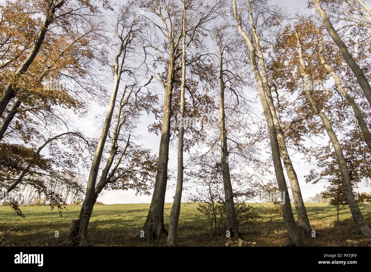 Beech forest of wienerwald vienna woods hi-res stock photography and ...