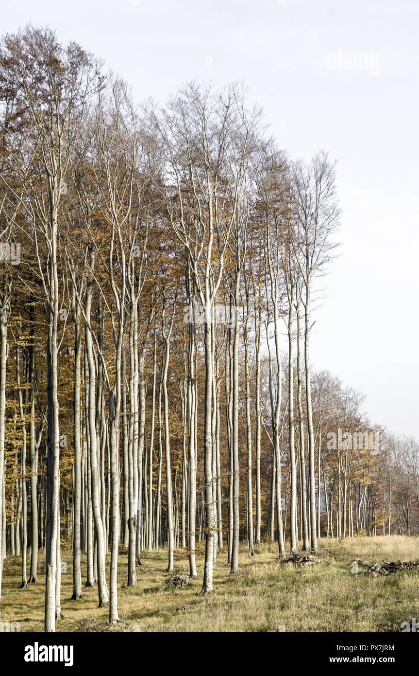 Beech forest of wienerwald vienna woods hi-res stock photography and ...