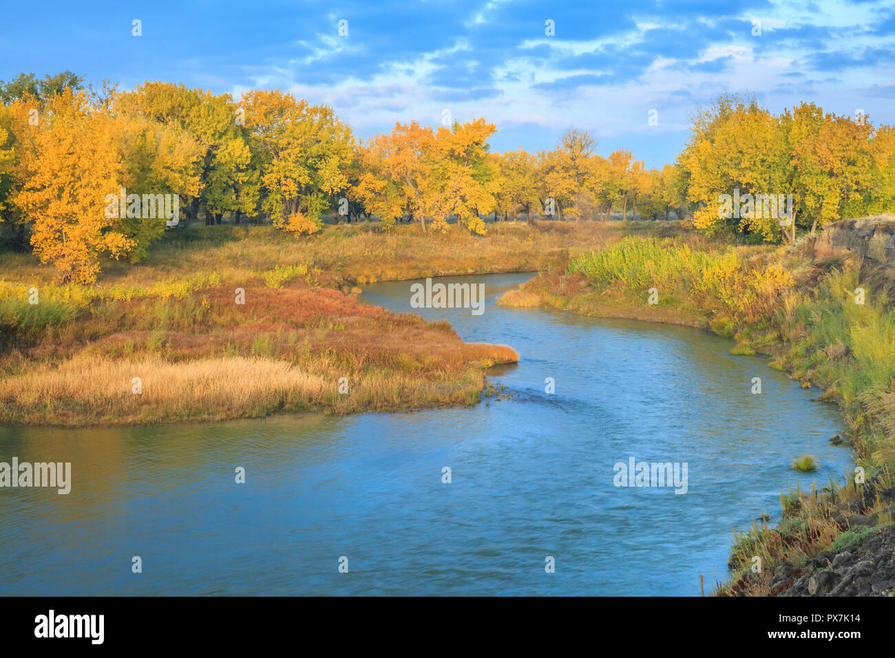 fall colors along the milk river near saco, montana Stock Photo - Alamy
