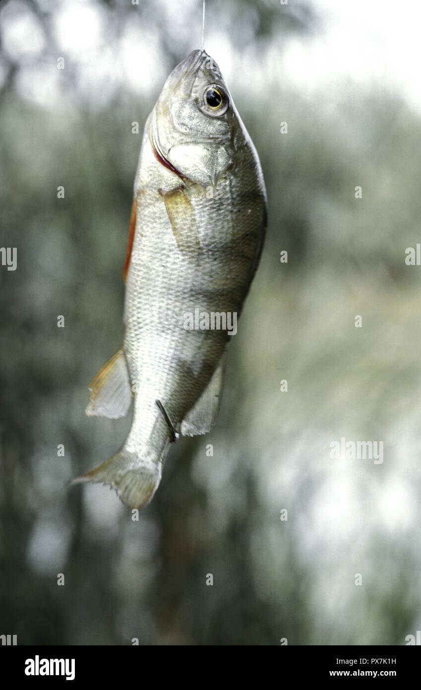 Small fish on the hook, Romania, Danube Delta, Plopu Stock Photo - Alamy