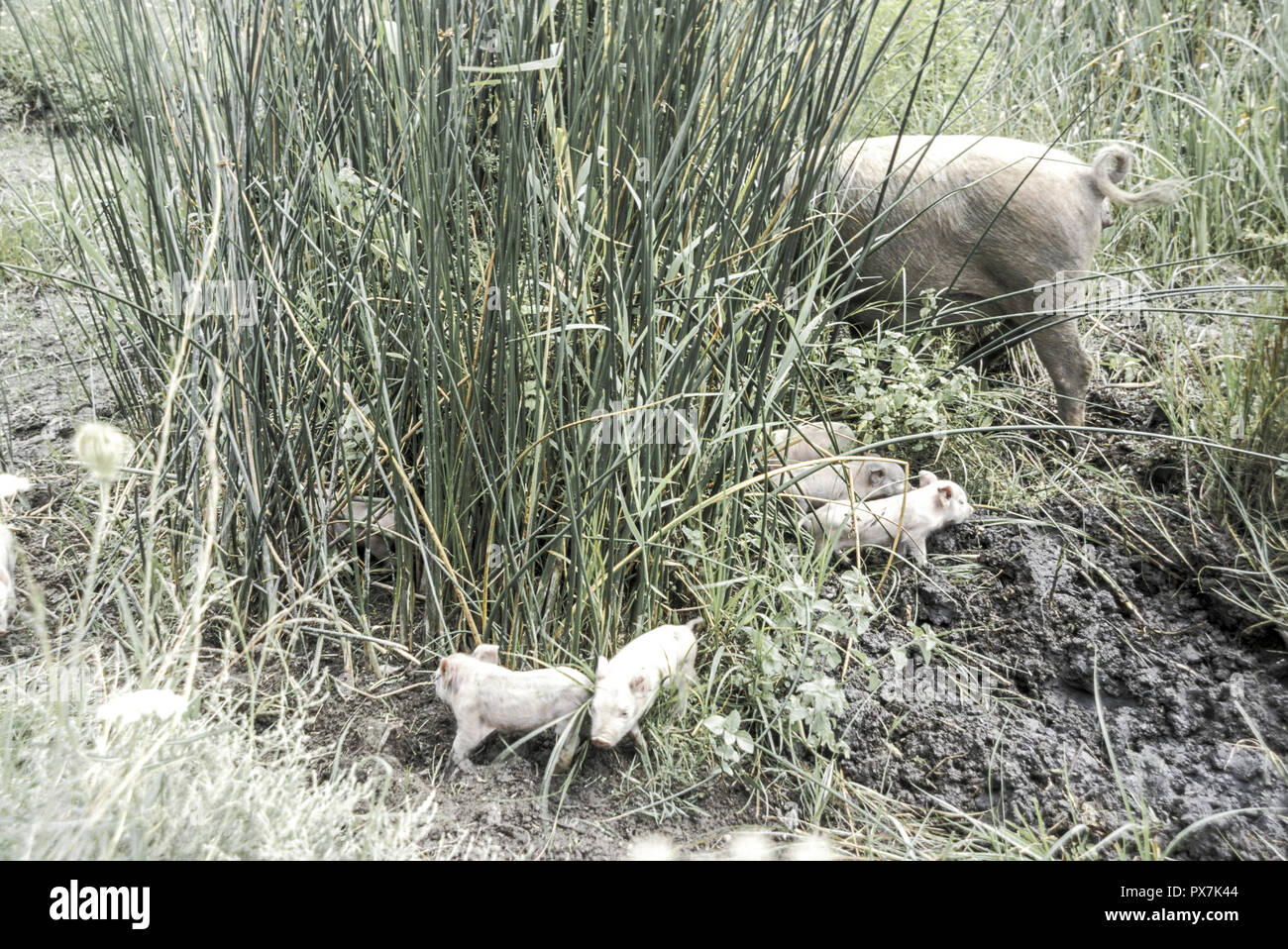 Channels in Danube Delta, pigs, Romania, Danube Delta, Plopu Stock ...