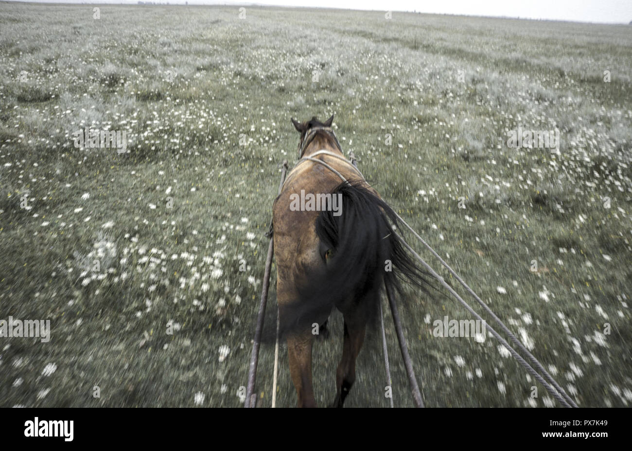 Horse carriage, Romania, Danube Delta, Plopu Stock Photo - Alamy