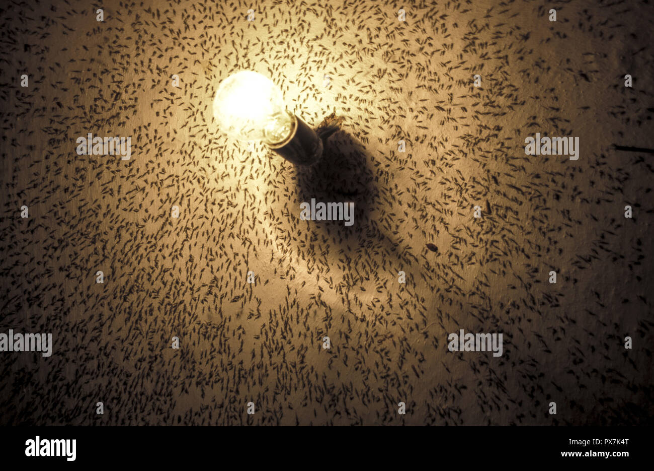 Mosquitos, light bulb, Romania, Danube Delta, Plopu Stock Photo - Alamy