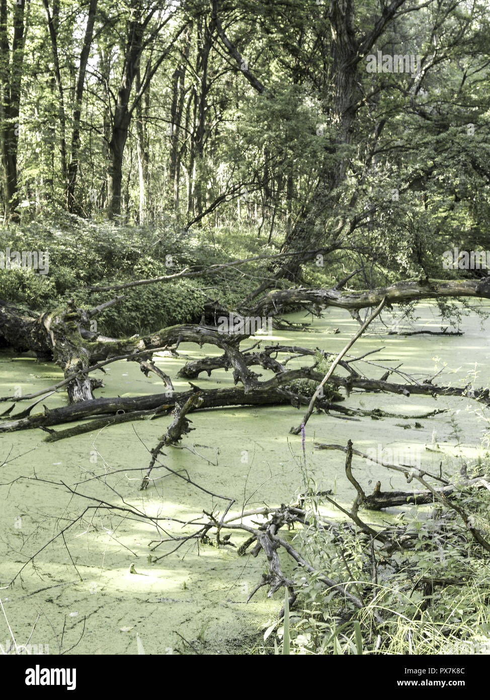 Bayou of Danube, Austria, Lower Austria, Danube area, Orth, Danube ...