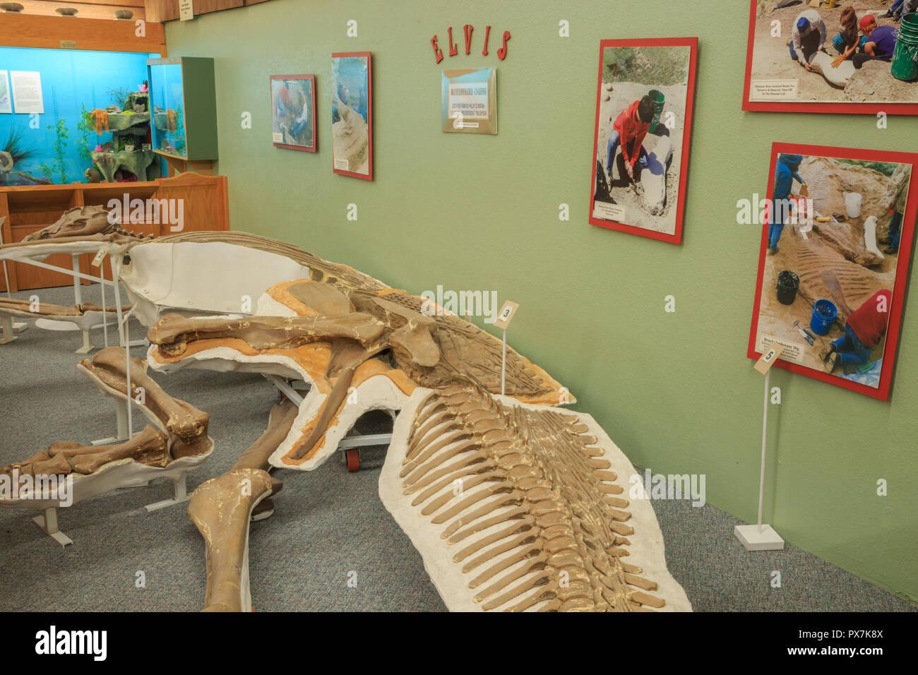 Dinosaur exhibit museum hi-res stock photography and images - Alamy