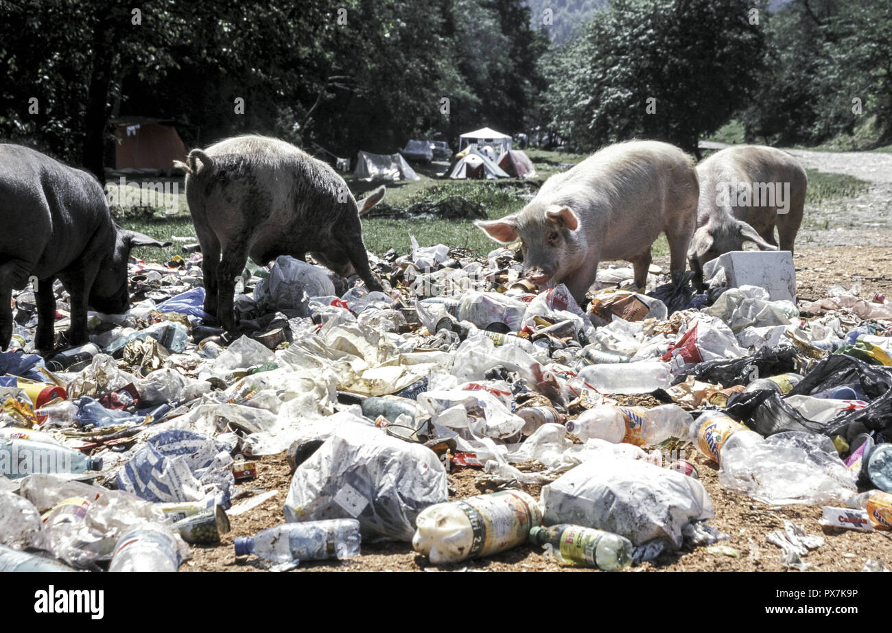 Pigs in garbage, Romania, Transsilvania, Kingstone Stock Photo - Alamy