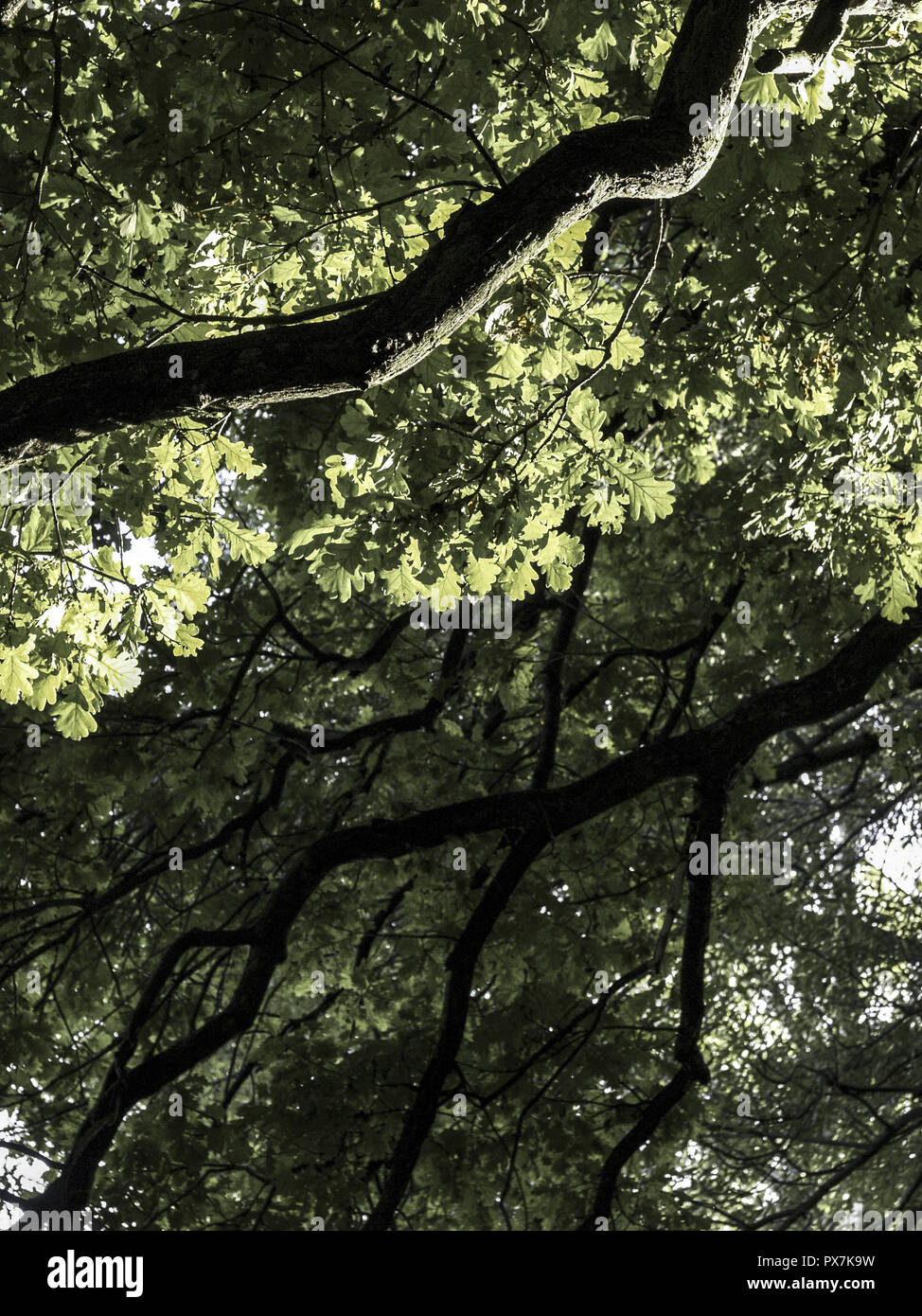 Oak tree, Austria, Lower Austria, Danube area, Orth, Danube Stock Photo ...