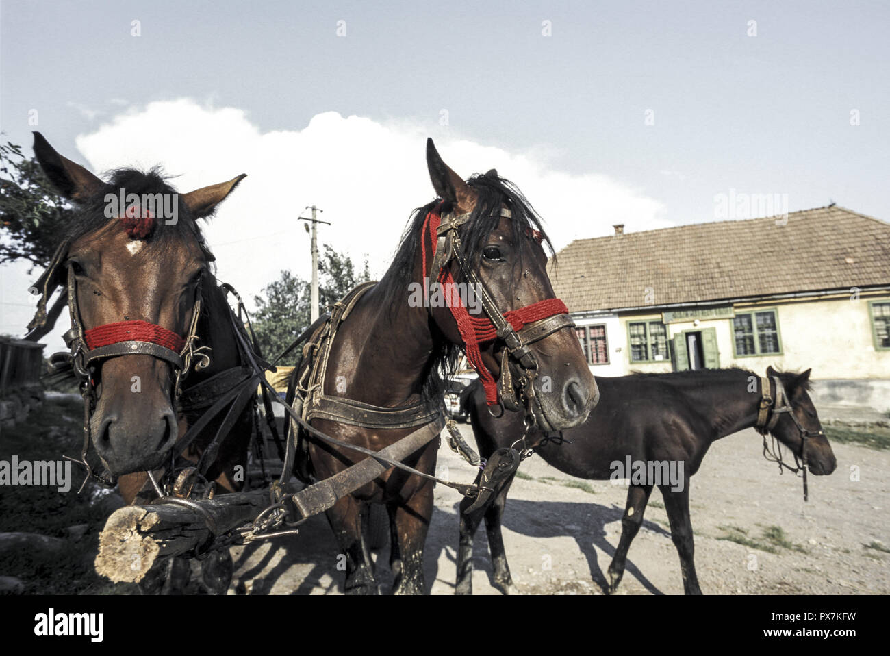 Horse carriage, Romania, Transsilvania, Atia (Harghita Stock Photo - Alamy