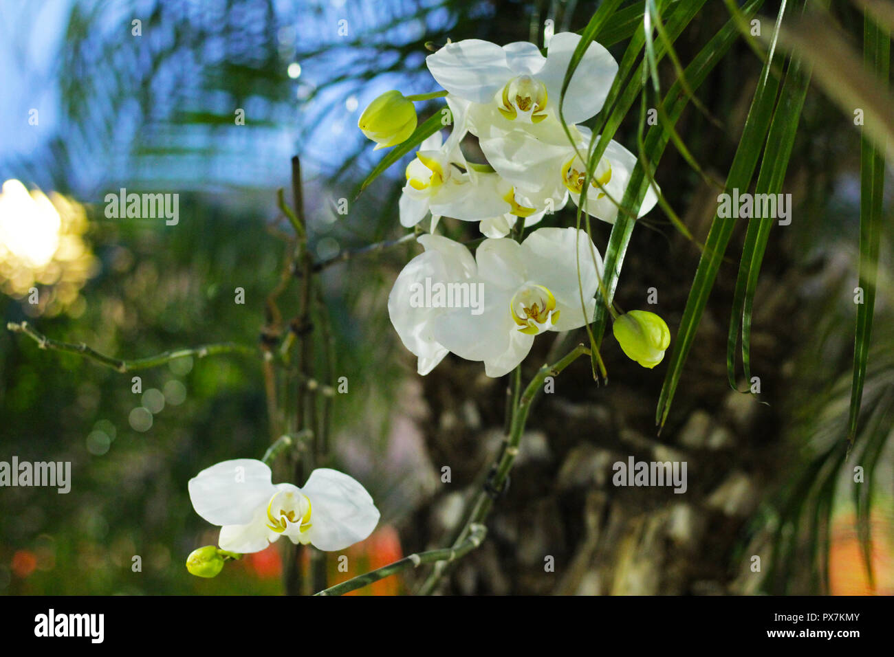 Whites garden hi-res stock photography and images - Alamy