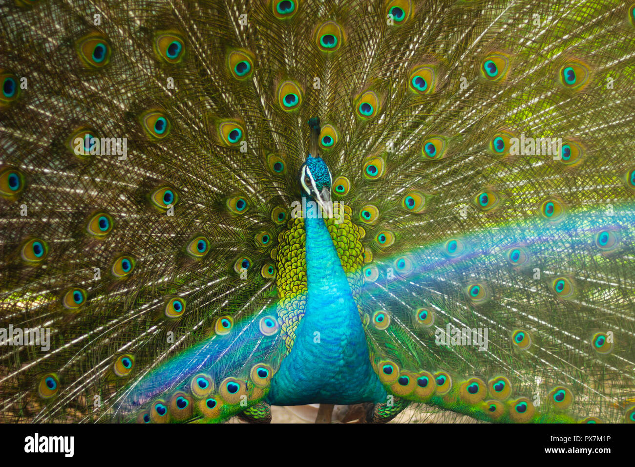 Ray of Light - Peacock Stock Photo - Alamy
