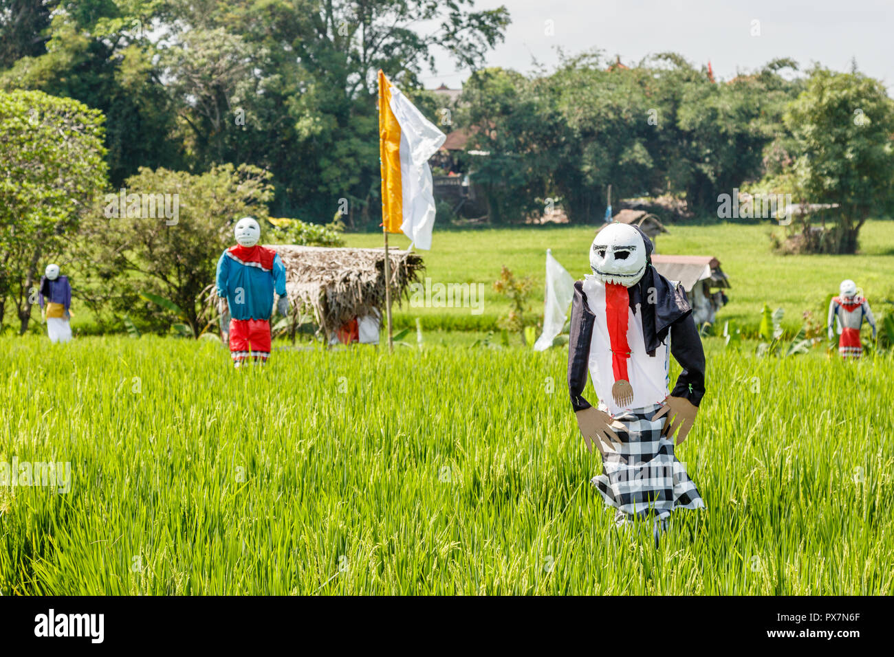 Scarecrows at a rice field. Rural landscape. Bali, Indonesia Stock ...