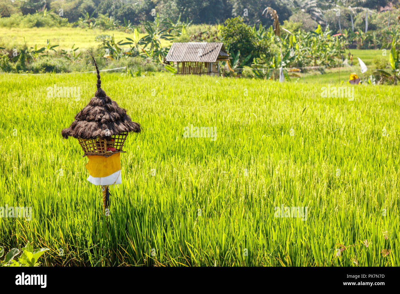 Rice field with reed thatched altar for offerings to Dewi Sri, Balinese ...