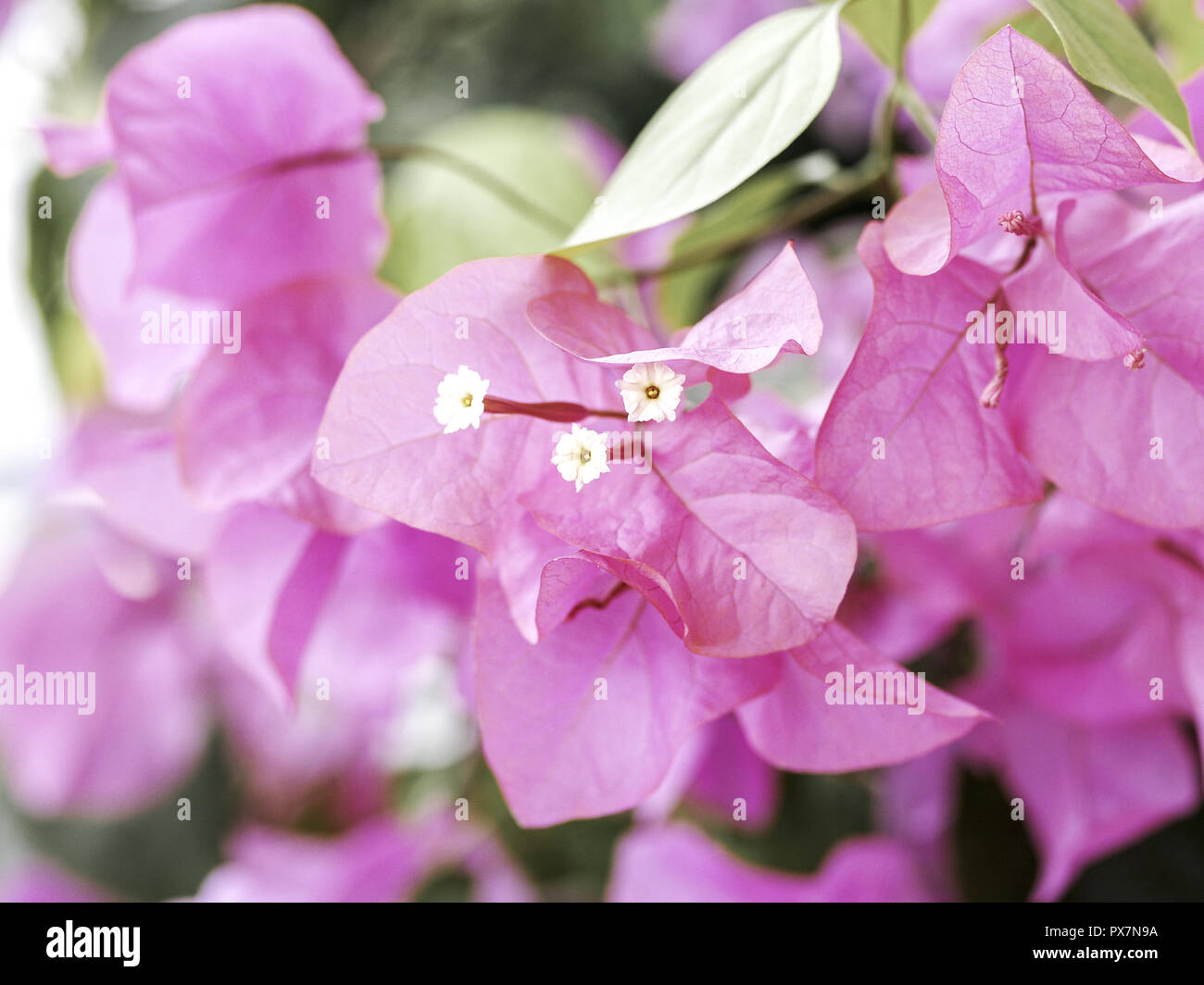 BUGA 2005, Federal Garden Exhibition 2005 Munich, Bundesgartenschau ...