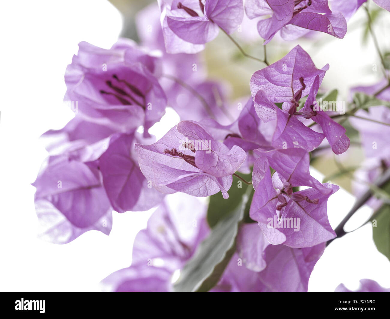 BUGA 2005, Federal Garden Exhibition 2005 Munich, Bundesgartenschau ...