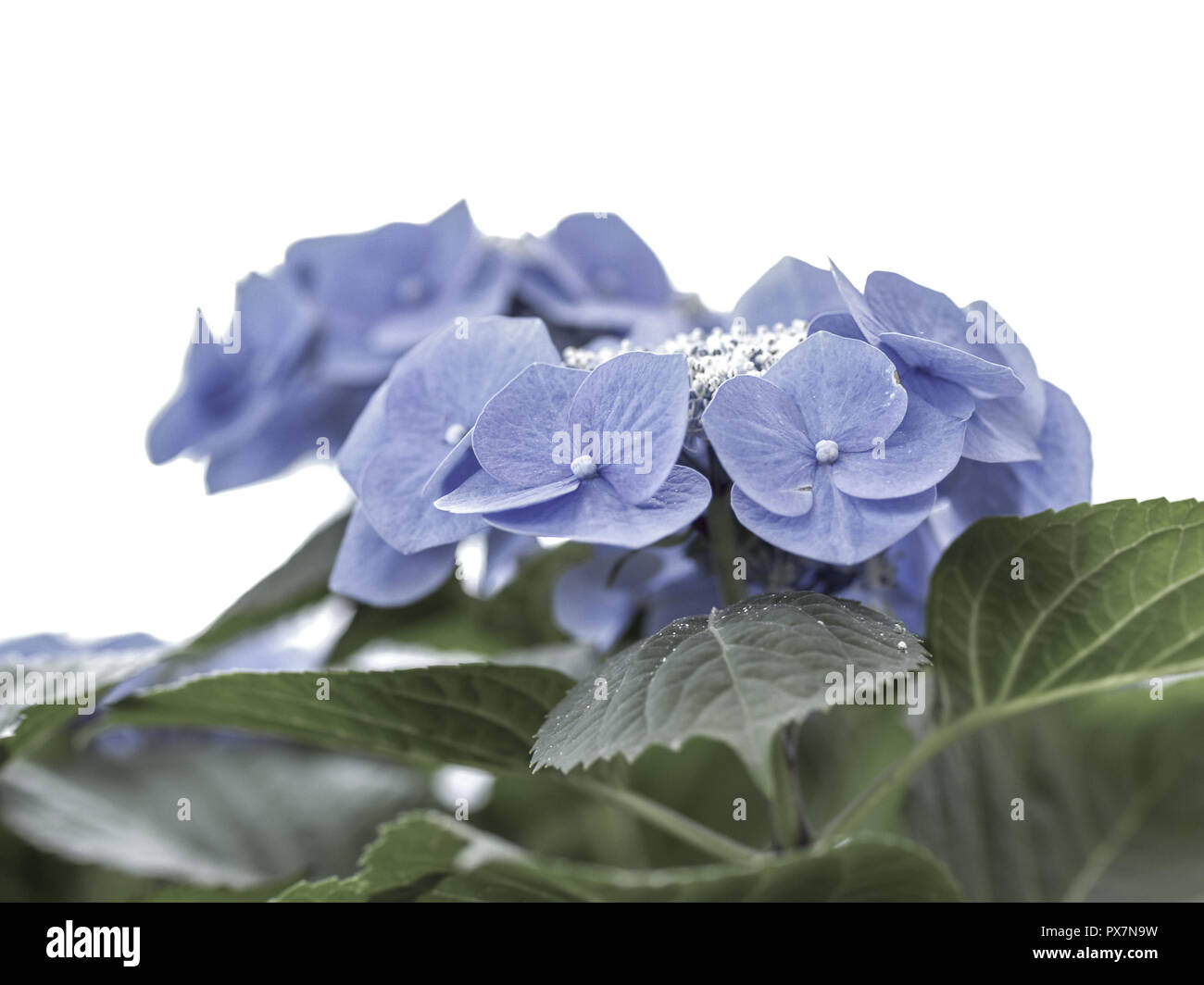 Hydrangea, Germany, Bavaria, Munich Stock Photo - Alamy