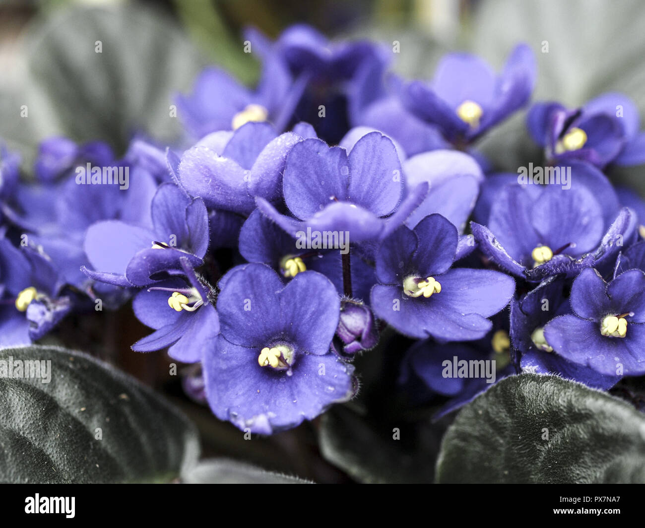 BUGA 2005, Federal Garden Exhibition 2005 Munich, Bundesgartenschau ...