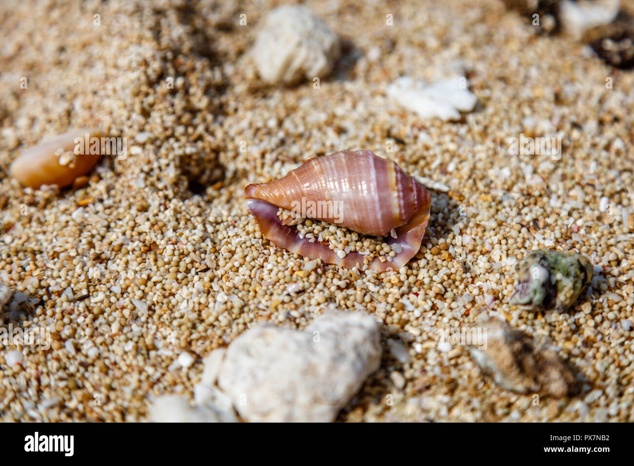 Red shell and pebbles on a sand beach, Pantai Nyang Nyang, Bali ...