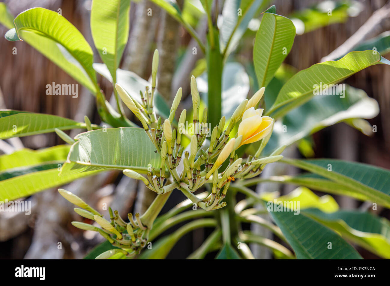 Bali flowers plumeria flowers bali hi-res stock photography and images ...