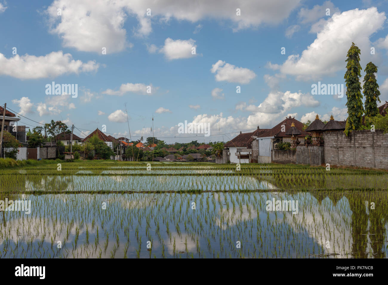 Rice fields, houses of Balinese village, clouds. Rural landscape, Bali ...