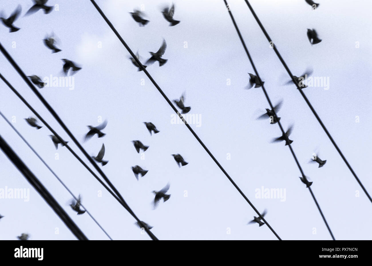 Birds, United States, Massachusetts, atlantic coast Stock Photo - Alamy