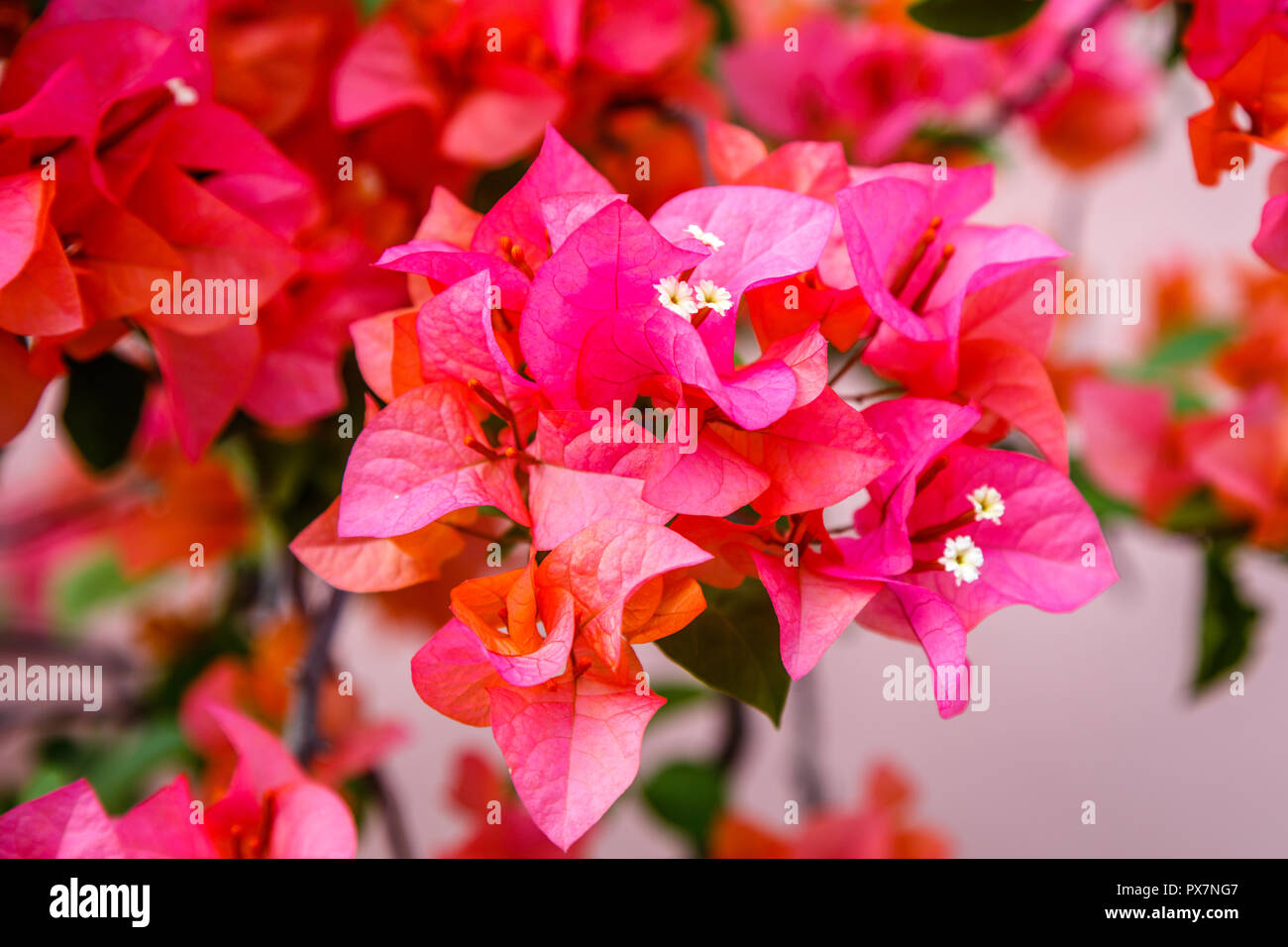 Pink Bougainvillea Flowers Indonesia Stock Photo Alamy