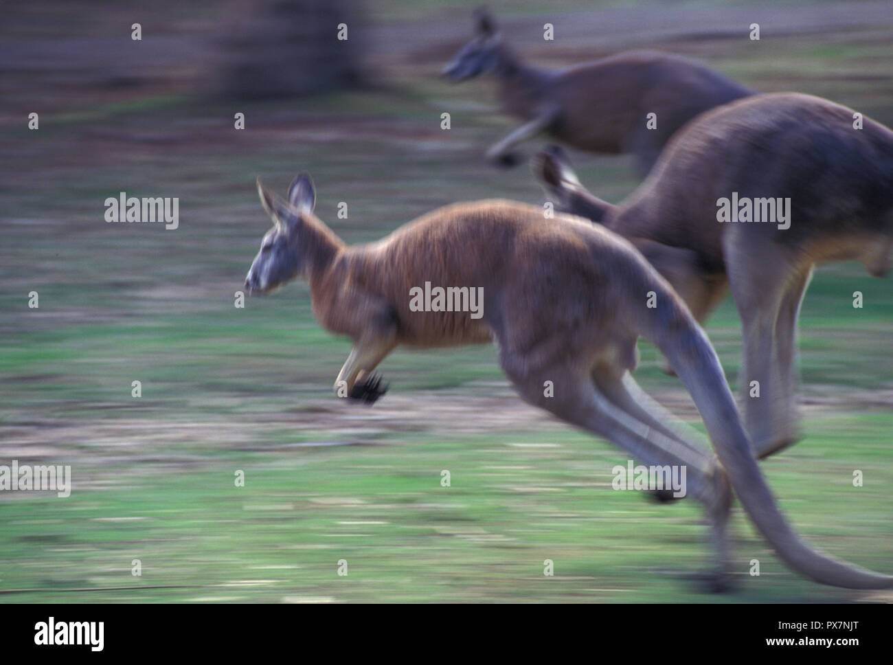 Red Kangaroo Macropus Rufus Hopping High Resolution Stock Photography ...
