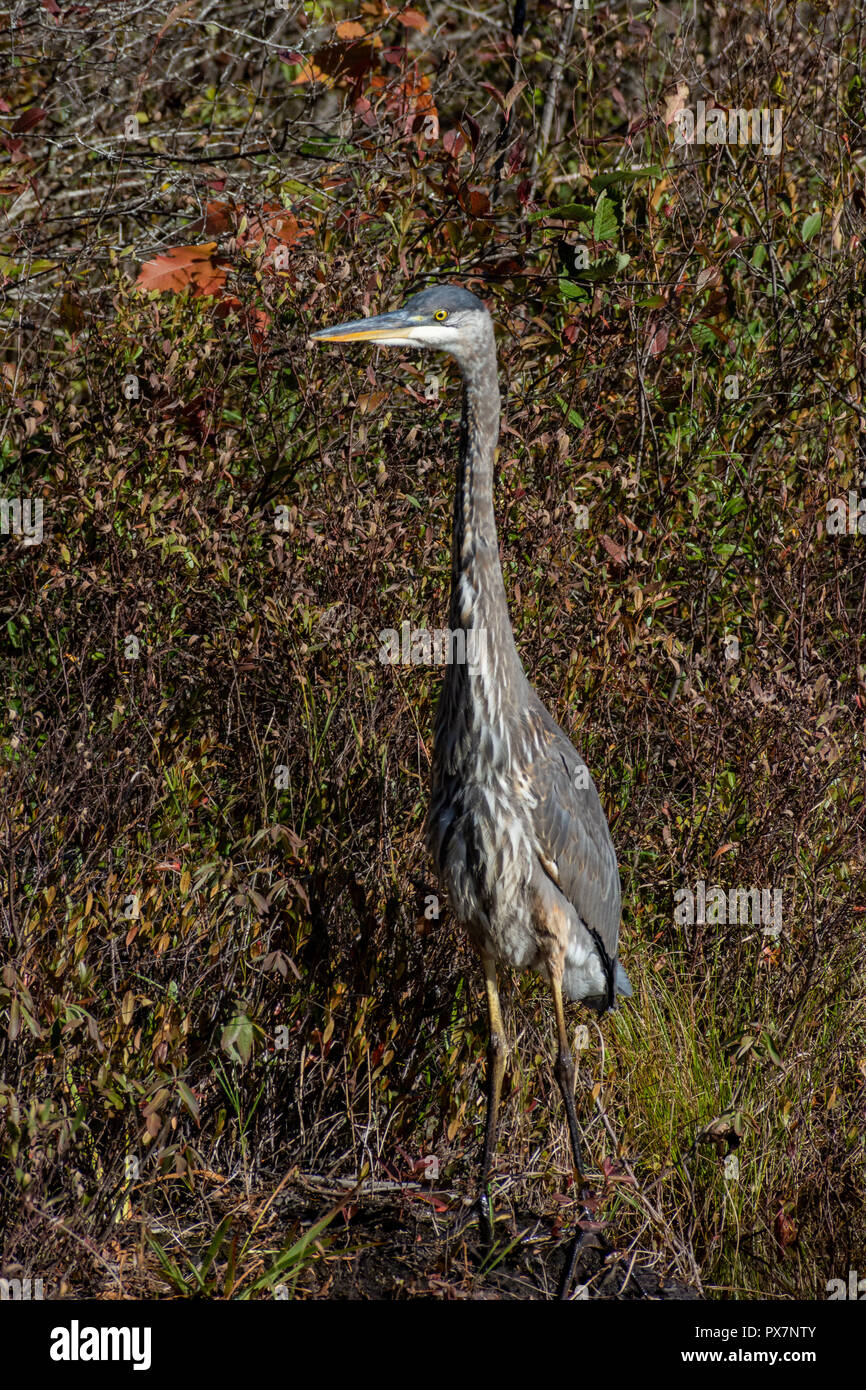 Great Blue Heron in the Vermont wilderness Stock Photo - Alamy