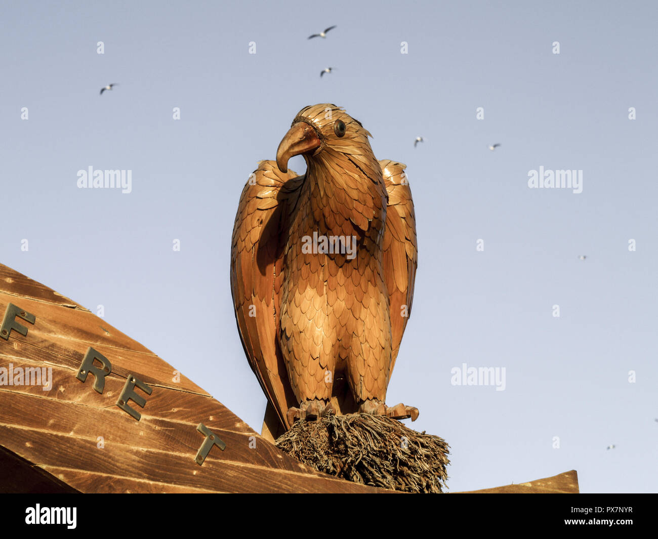 Dubai united arab emirates hawk hi-res stock photography and images - Alamy