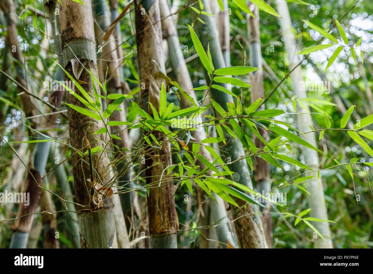 Bamboo forest in Bangli, Bali, Indonesia Stock Photo - Alamy