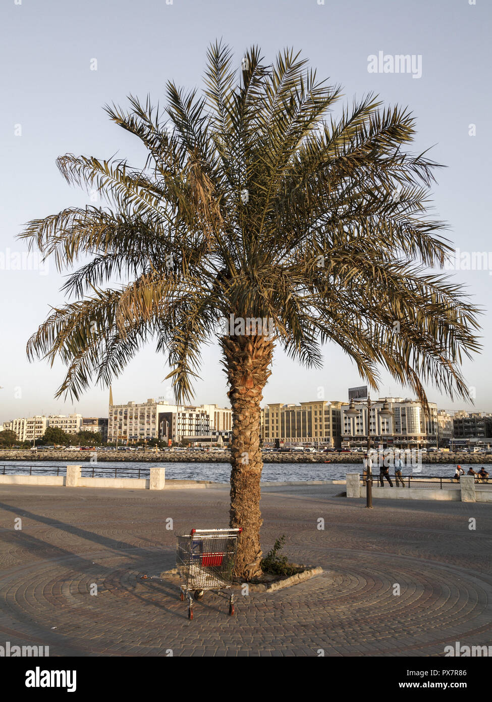 Dubai Creek, palm tree, United Arab Emirates, Dubai Stock Photo - Alamy