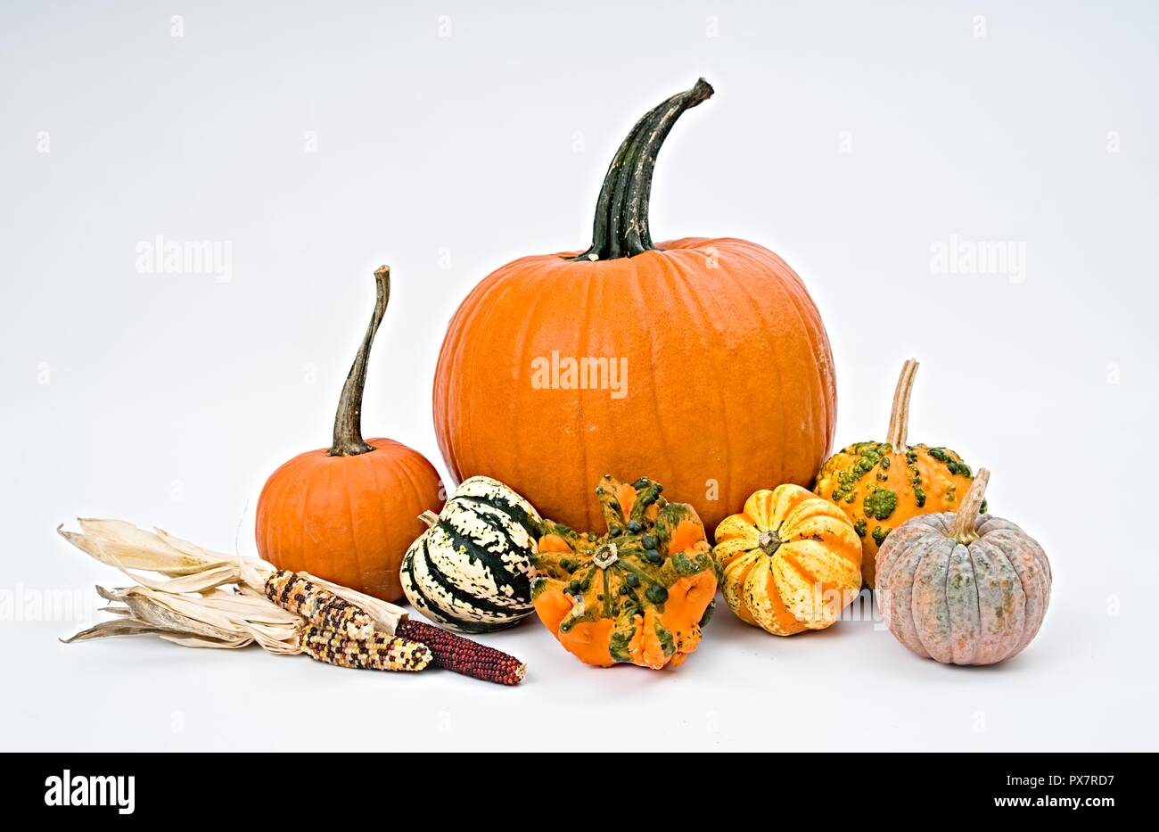 Colorful pumpkin selection for Halloween on white background Stock ...