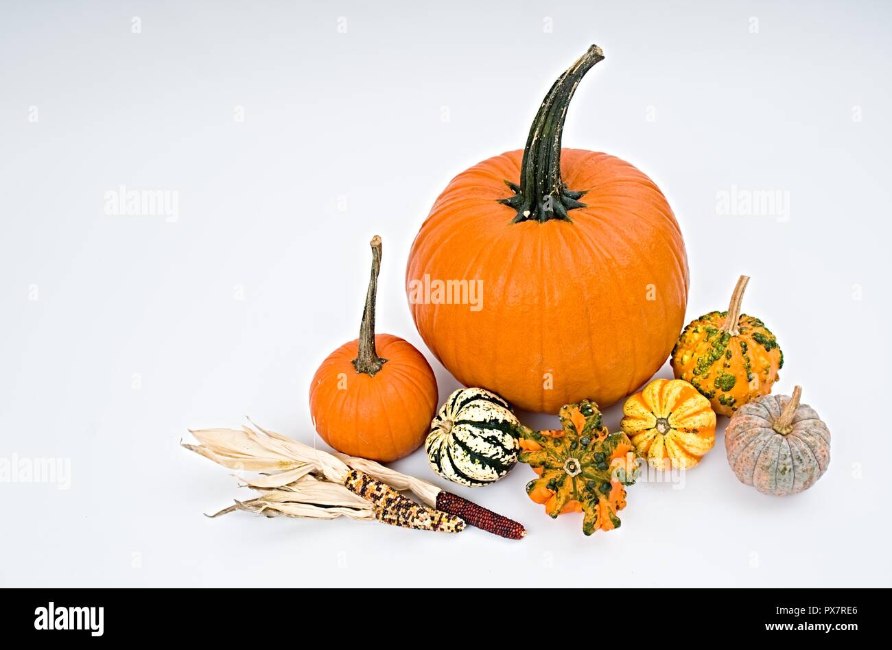 Colorful pumpkin selection for Halloween on white background Stock ...