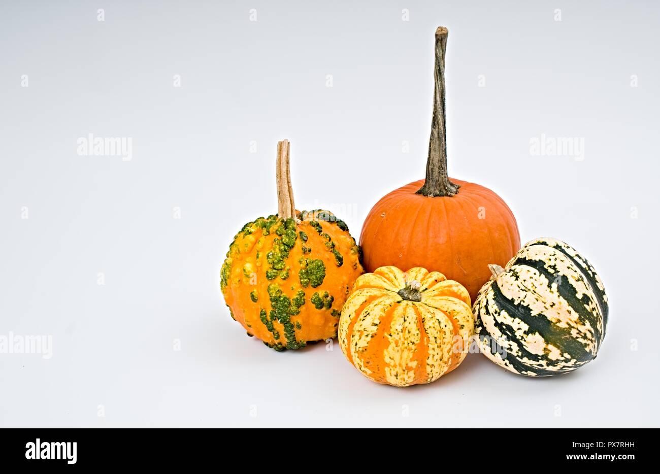 Colorful pumpkin selection for Halloween on white background Stock ...