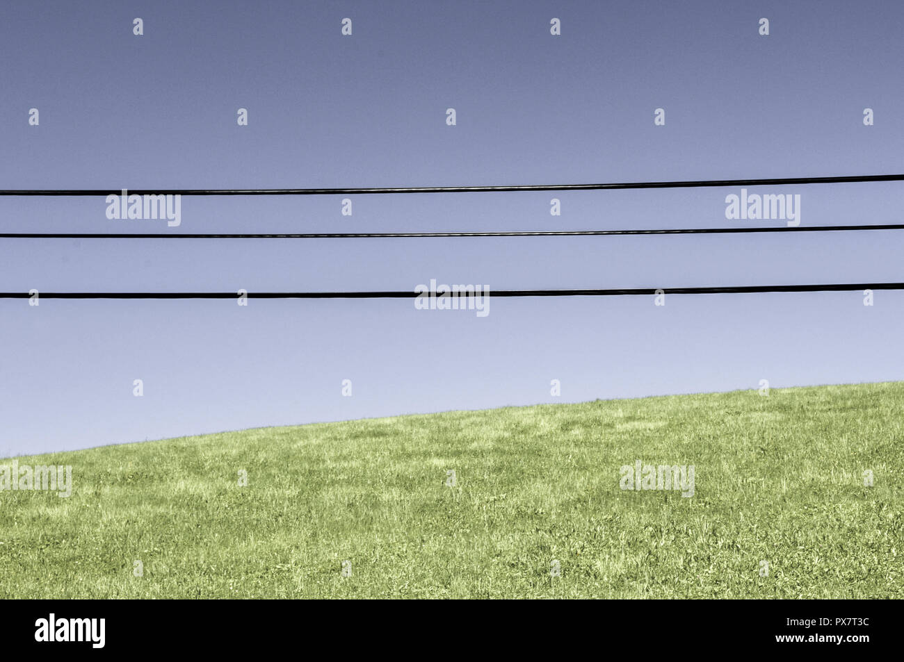 Green willow with horizontal overhead contact wire and blue sky Stock ...