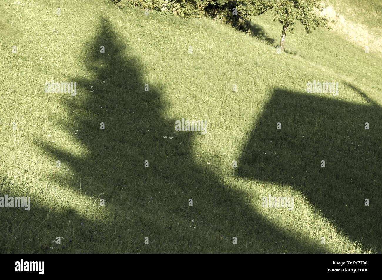 Willow with a shadow play Stock Photo - Alamy