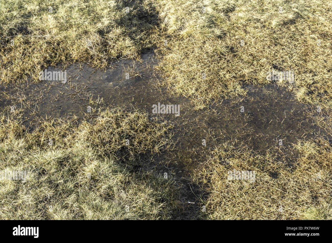 Pool of water in the marsh area Stock Photo - Alamy